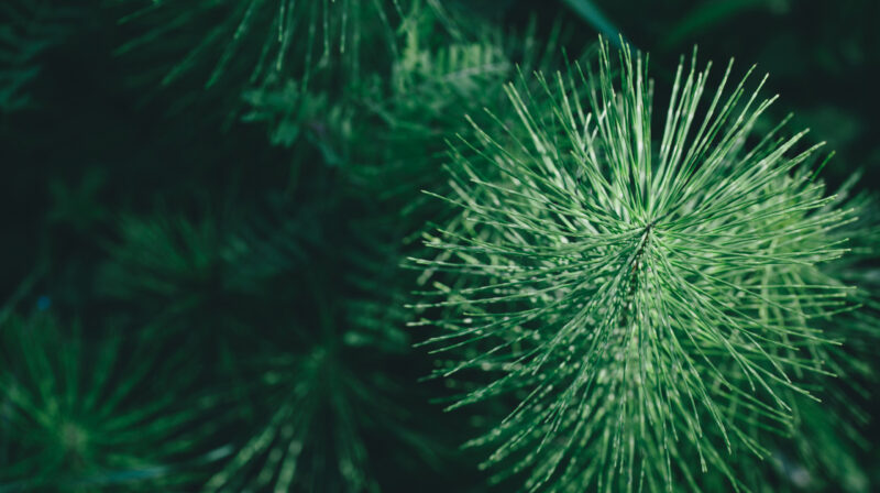 Walki – Sustainable Packaging and Material Solutions for a Circular Future